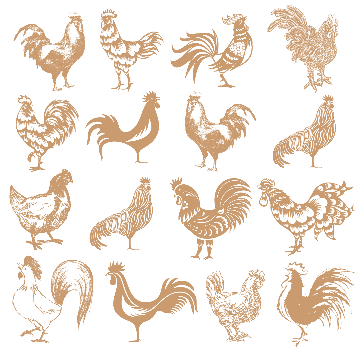 Banco de Imágenes - Gallinas/Gallos – Claussen